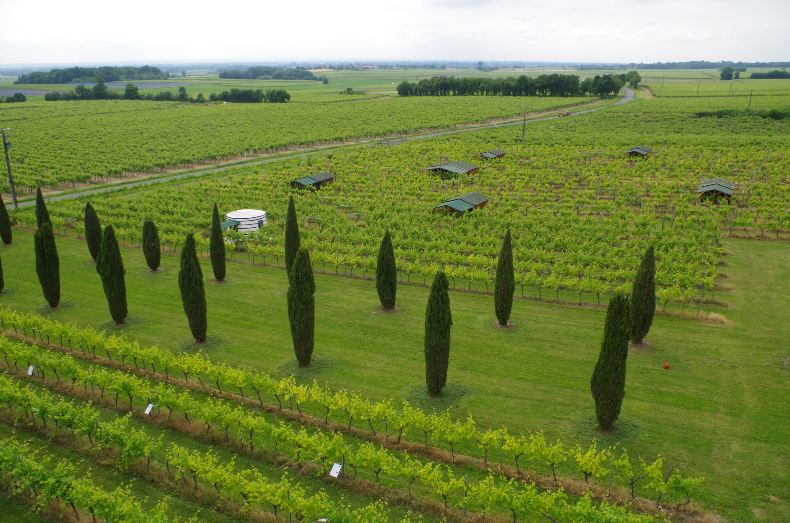 Le Cep Enchanté - Macqueville