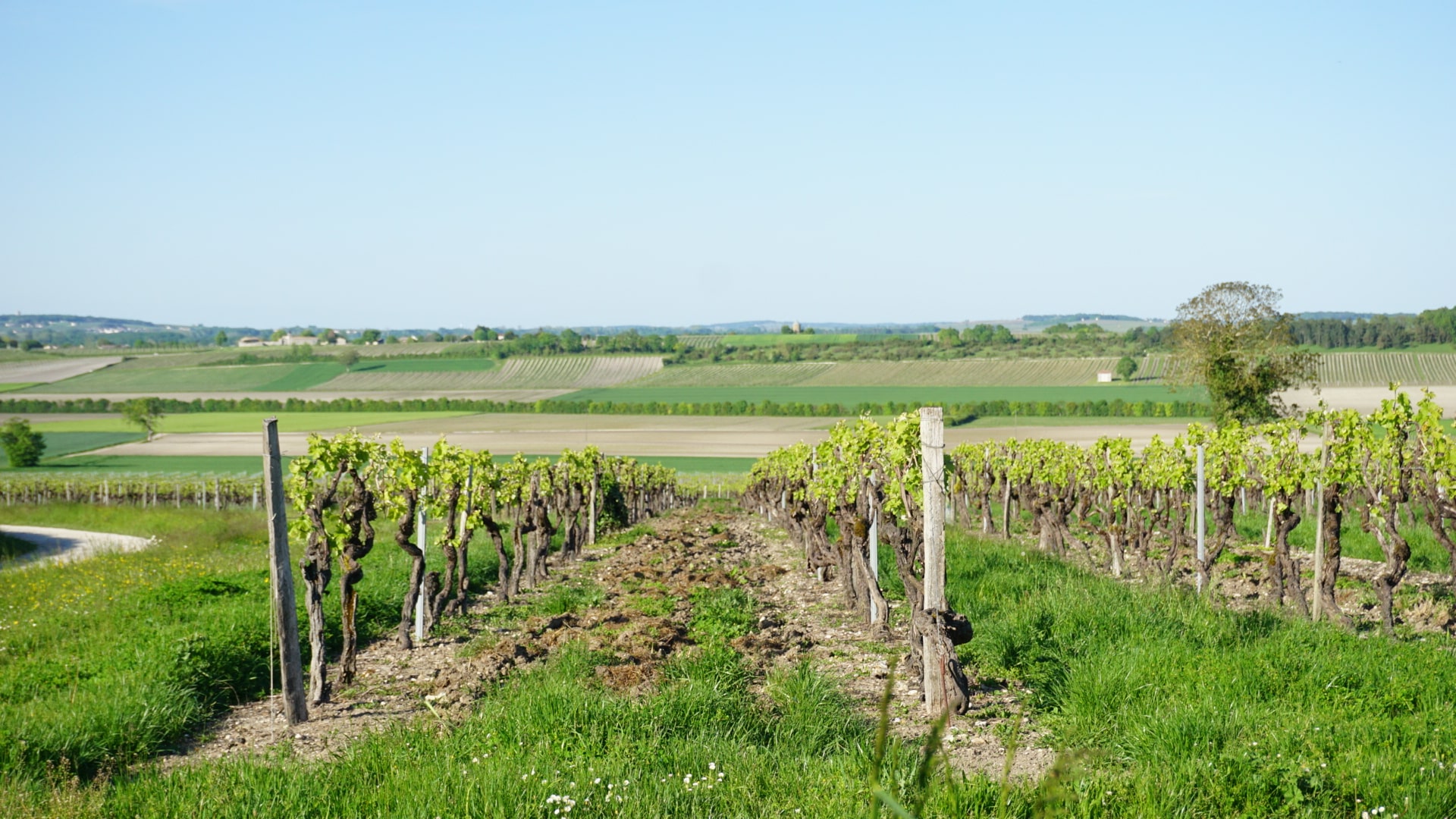 Balade à pied en Petite Champagne - Ernest et Louis - Saint-Martial-de ...