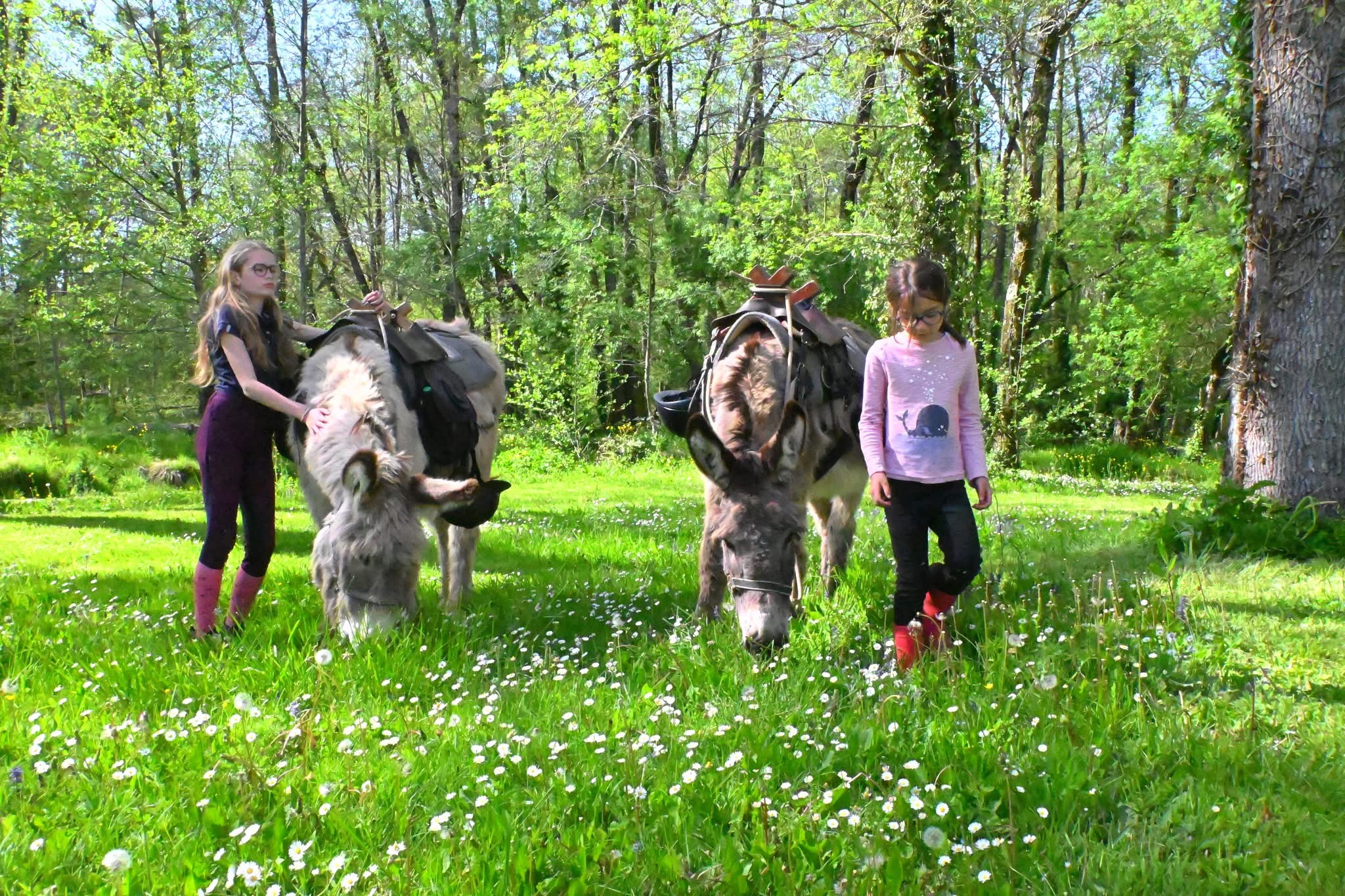 Promenade à dos d'ânes avec Alternative animale - Saint-Fort-sur-Gironde